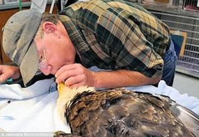 Bald Eagle Saved By Oregon Vet's Mouth-to-beak CPR | Treeliving